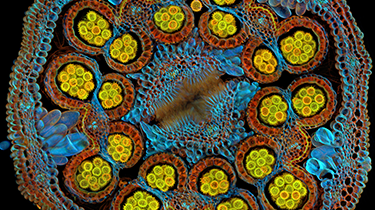 Evident Scientific | Life Science and Industrial Microscope Solutions