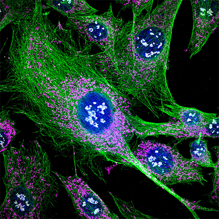 Evident Scientific | Life Science and Industrial Microscope Solutions
