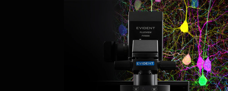Evident Scientific | Life Science and Industrial Microscope Solutions