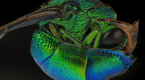 Evident Scientific | Life Science and Industrial Microscope Solutions