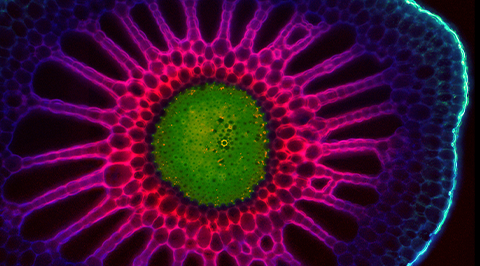 Evident Scientific | Life Science and Industrial Microscope Solutions