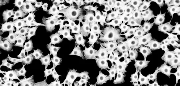 Evident Scientific | Life Science and Industrial Microscope Solutions