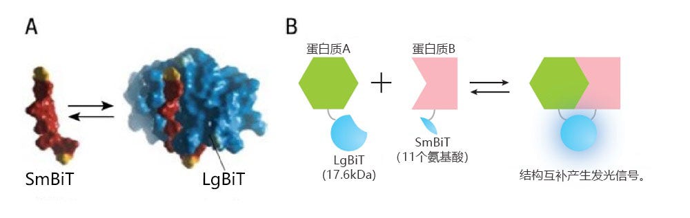 使用NanoBiT技术进行的蛋白质相互作用细胞内定位成像 | Olympus LS