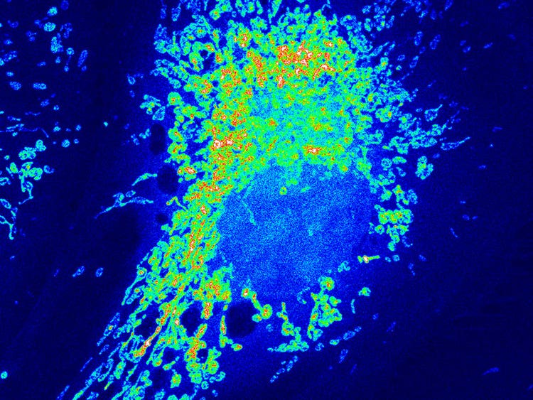 介绍FV4000激光共焦显微镜 | Evident LS